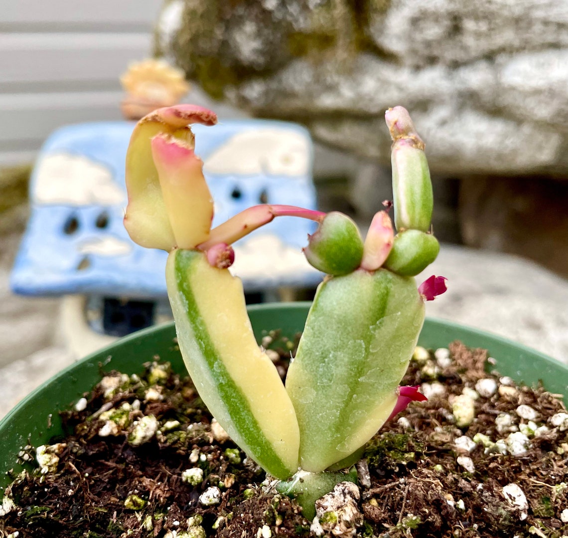 4 Pot of Variegated Christmas Cactus Schlumbergera - Etsy