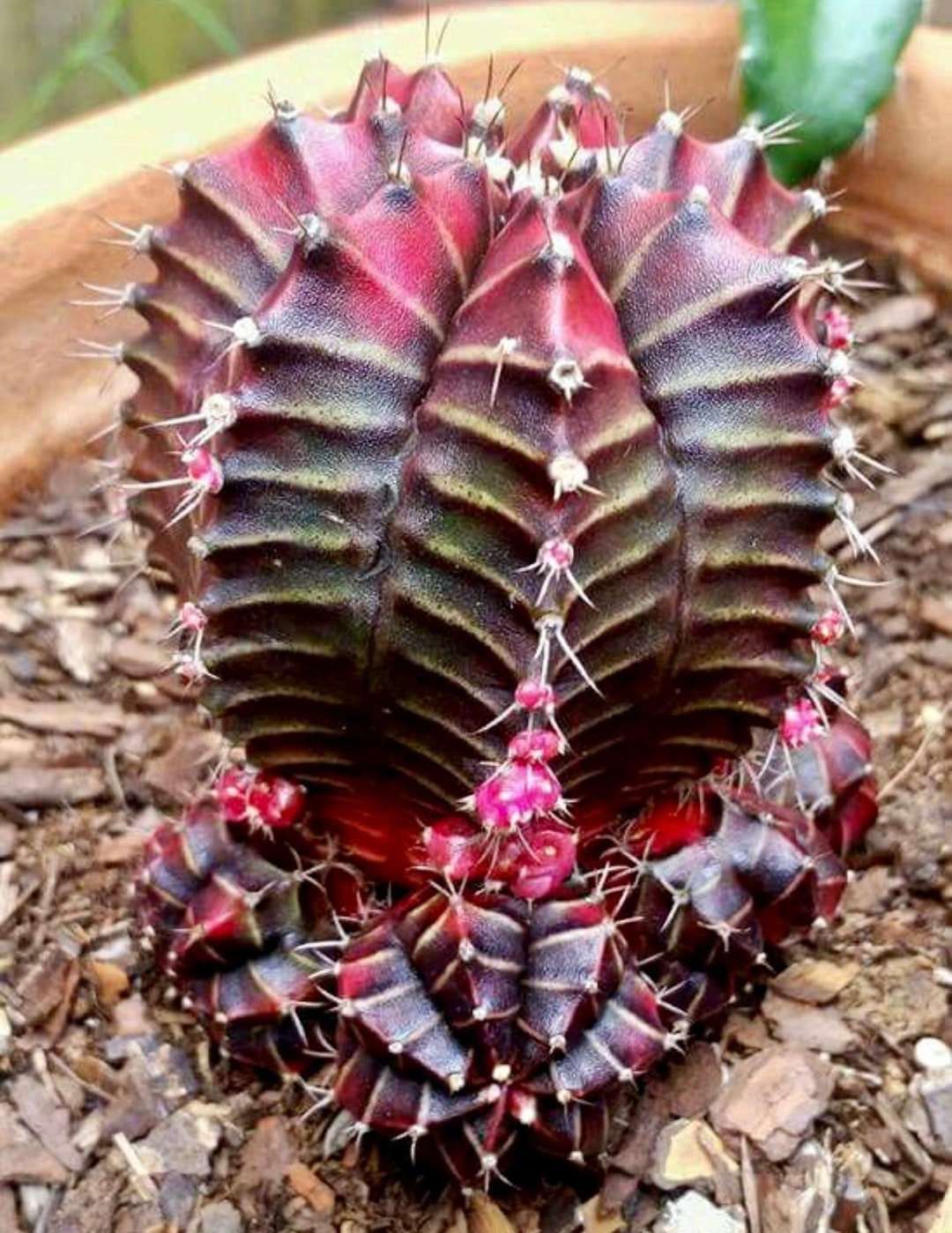 2”, 4" Pot of Ruby Ball Cactus, Gymnocalycium Mihanovichii "hibotan ...