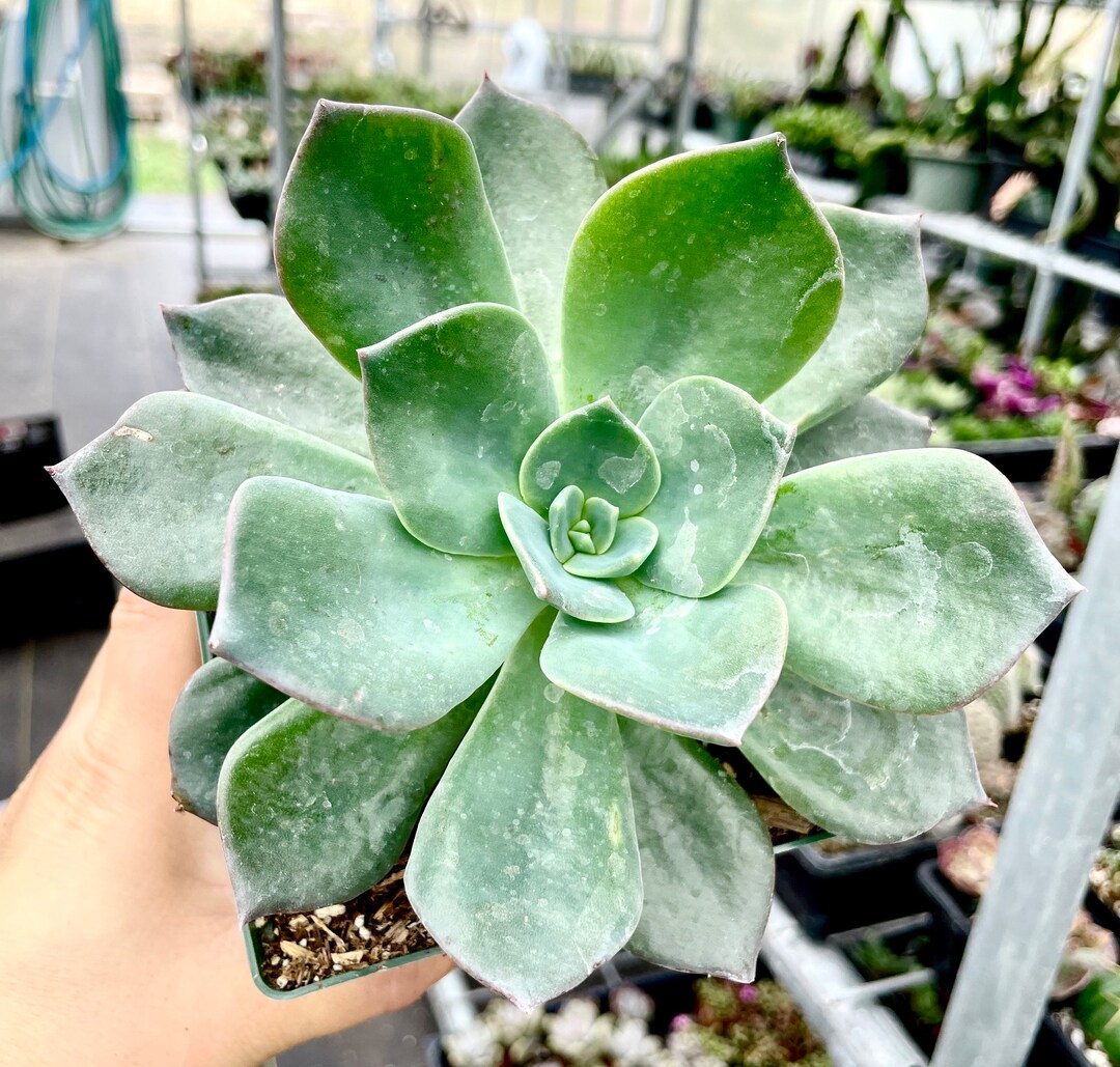 2 4 Pot of Echeveria Jessica Succulent Plant - Etsy
