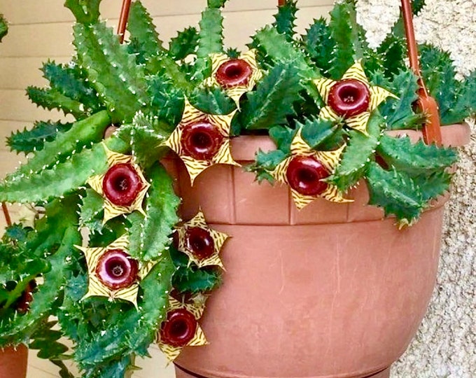 2 4 Huernia Cactus Huernia Zebrina Lifesaver Cactus-shipped Bareroots ...