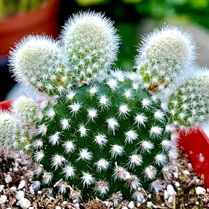 Bunny Ear Cactus: Angel Wings Succulent (2", 4", or 6" Pot) - Etsy