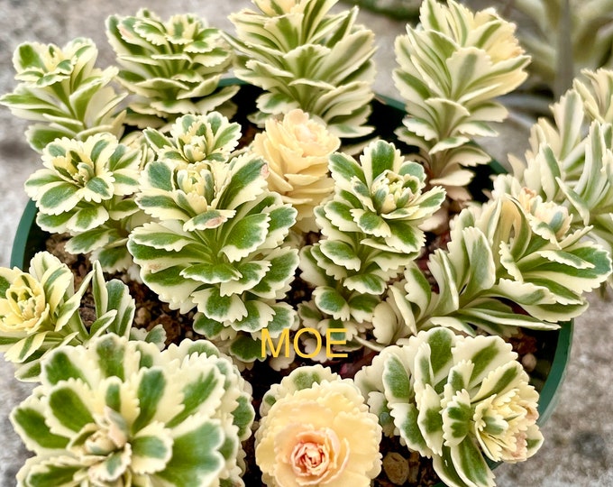 2”, 4” Pot of Sedum Takesimense 'atlantis' Stonecrop Variegated ...