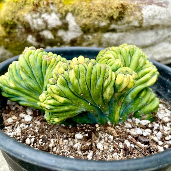 Blue Crested Cactus - Etsy