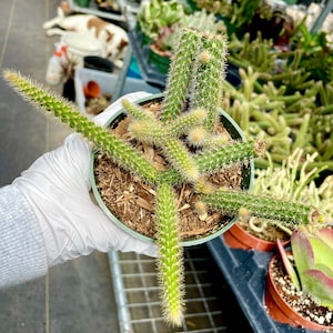 Rat Tail Cactus Plant: Aporocactus Flagelliformis Succulent - Etsy