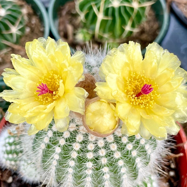 Rare Cacti - Etsy