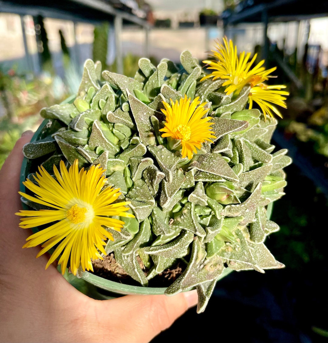 2, 4 Pot of Faucaria Felina Tiger Jaw Shark Jaw Succulent Plant - Etsy
