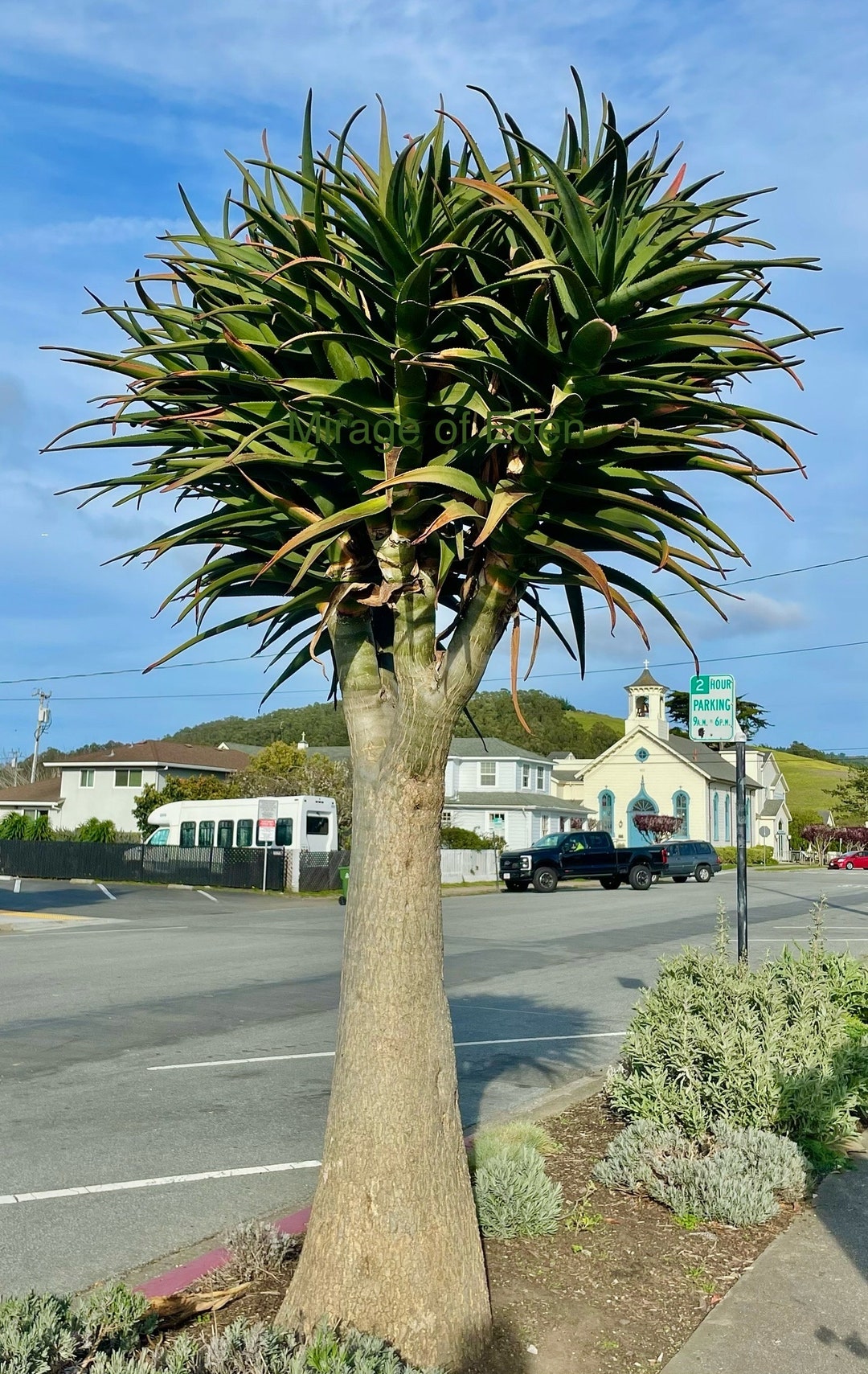 4”, 6”, 8”, or 5 Gallon Pot of Aloe Barberae, Giant Tree Aloe Succulent ...