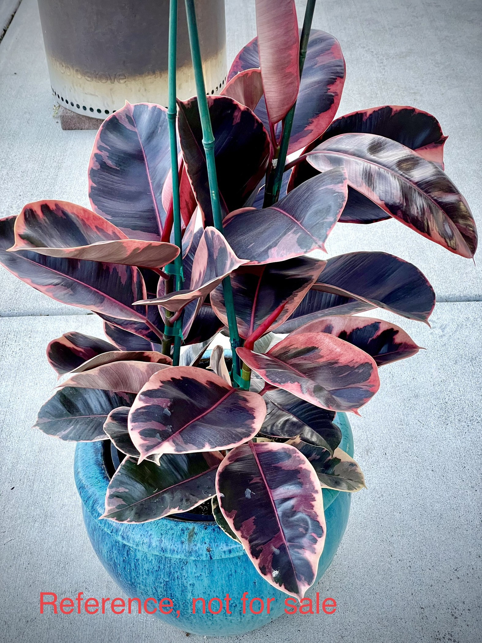 4 6 8 Pot of Ficus Elastica Pink Ruby Ficus Belize - Etsy