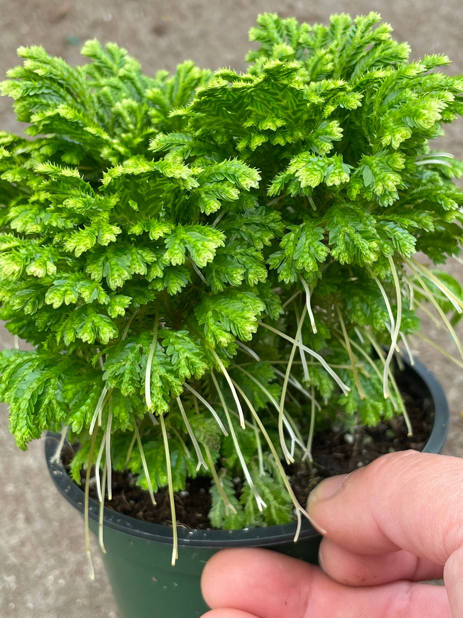 4 Live Selaginella Frosty Fern Spikemoss kraussiana | Etsy