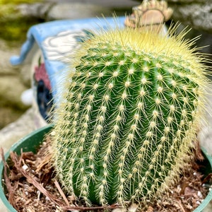 2", 4" Pot of Yellow Tower Lemon Ball Parodia Leninghausii Cactus - Etsy