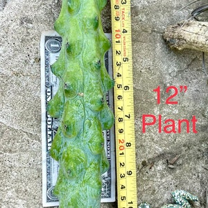 12", 15" Tall Bobbie Cactus, Breast Cactus, Myrtillocactus Geometrizans ...