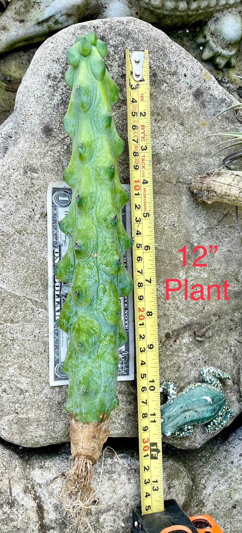 12 15 Tall Bobbie Cactus Breast Cactus - Etsy