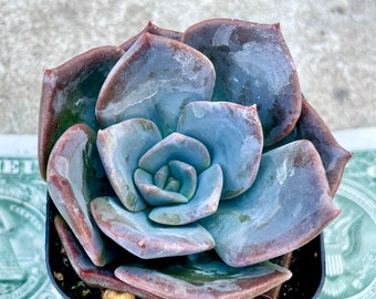 Jessica Plant - Etsy