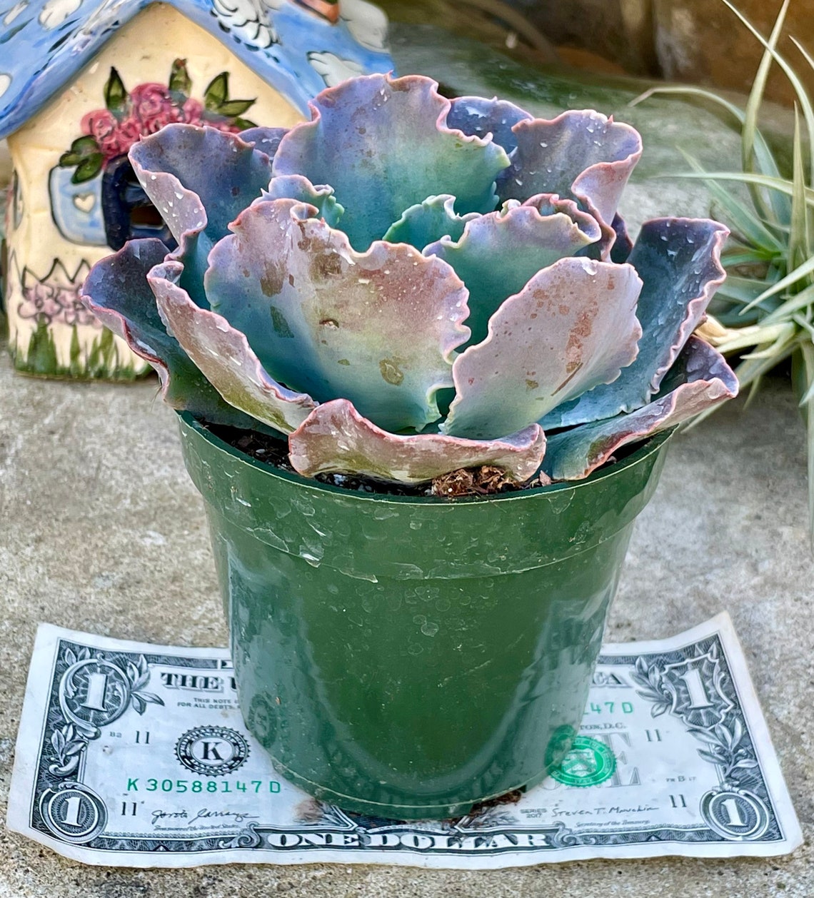 2 4 6 Pot of Echeveria Blue Curls Rare Succulent - Etsy