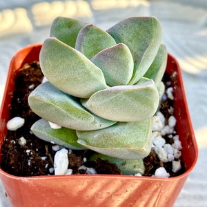 2", 4” Pot of Crassula 'moonglow' Live Succulent Plant - Etsy