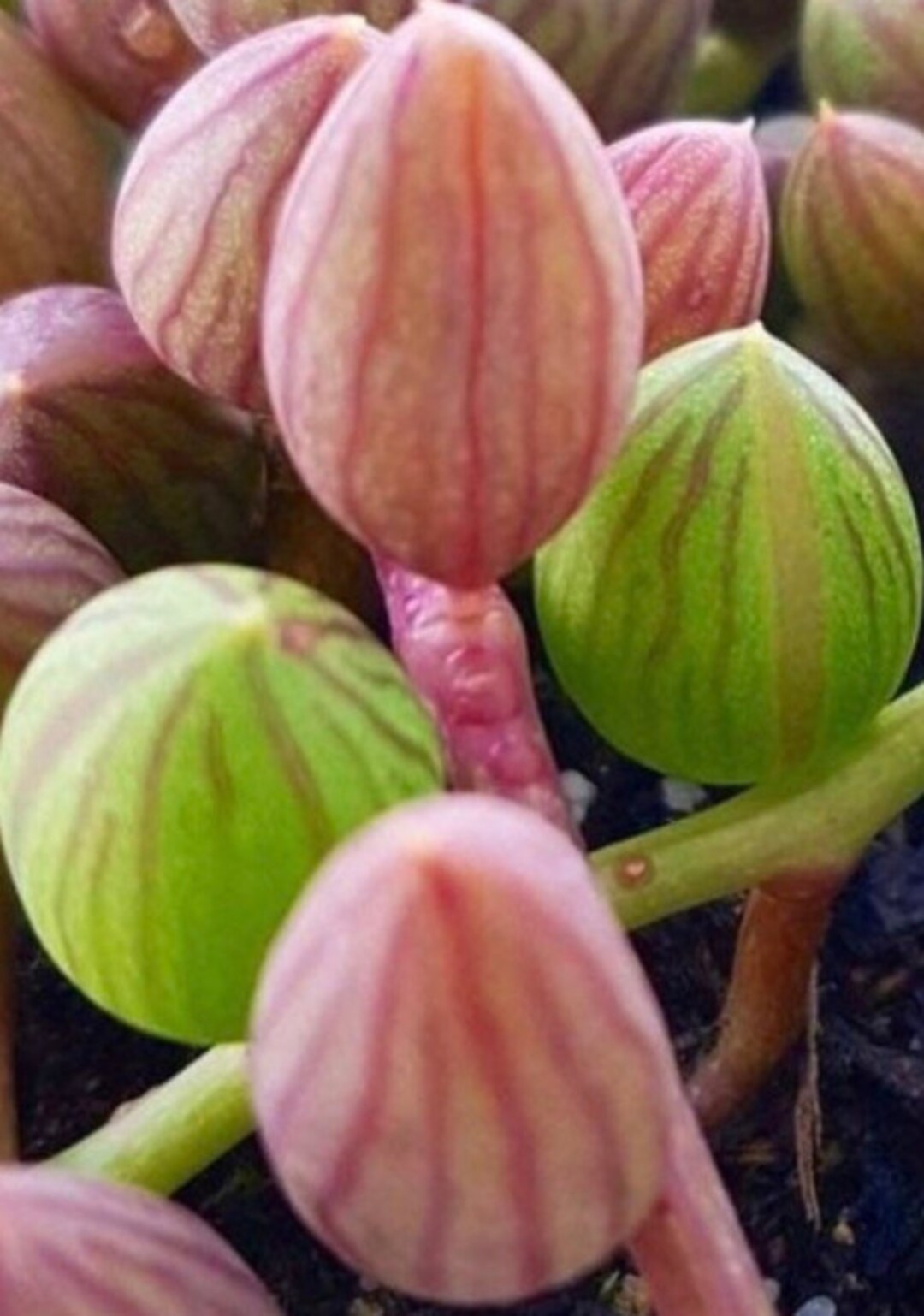 2”, 4”, 6”, 8” Pot of String of Watermelon SOW Rare Succulent Plant - Etsy