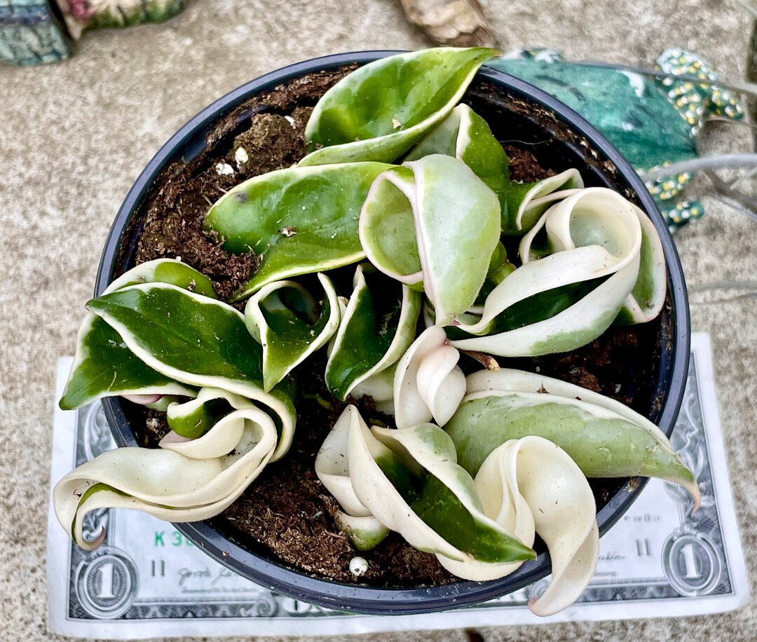 4 Pot of Variegated Hindu Rope Indian Rope Hoya Carnosa - Etsy