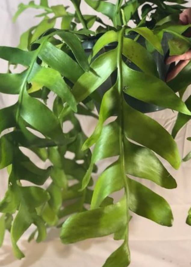 4 Pot Epiphyllum chrysocardium/Selenicereus Chrysocardium/Shark fin ...