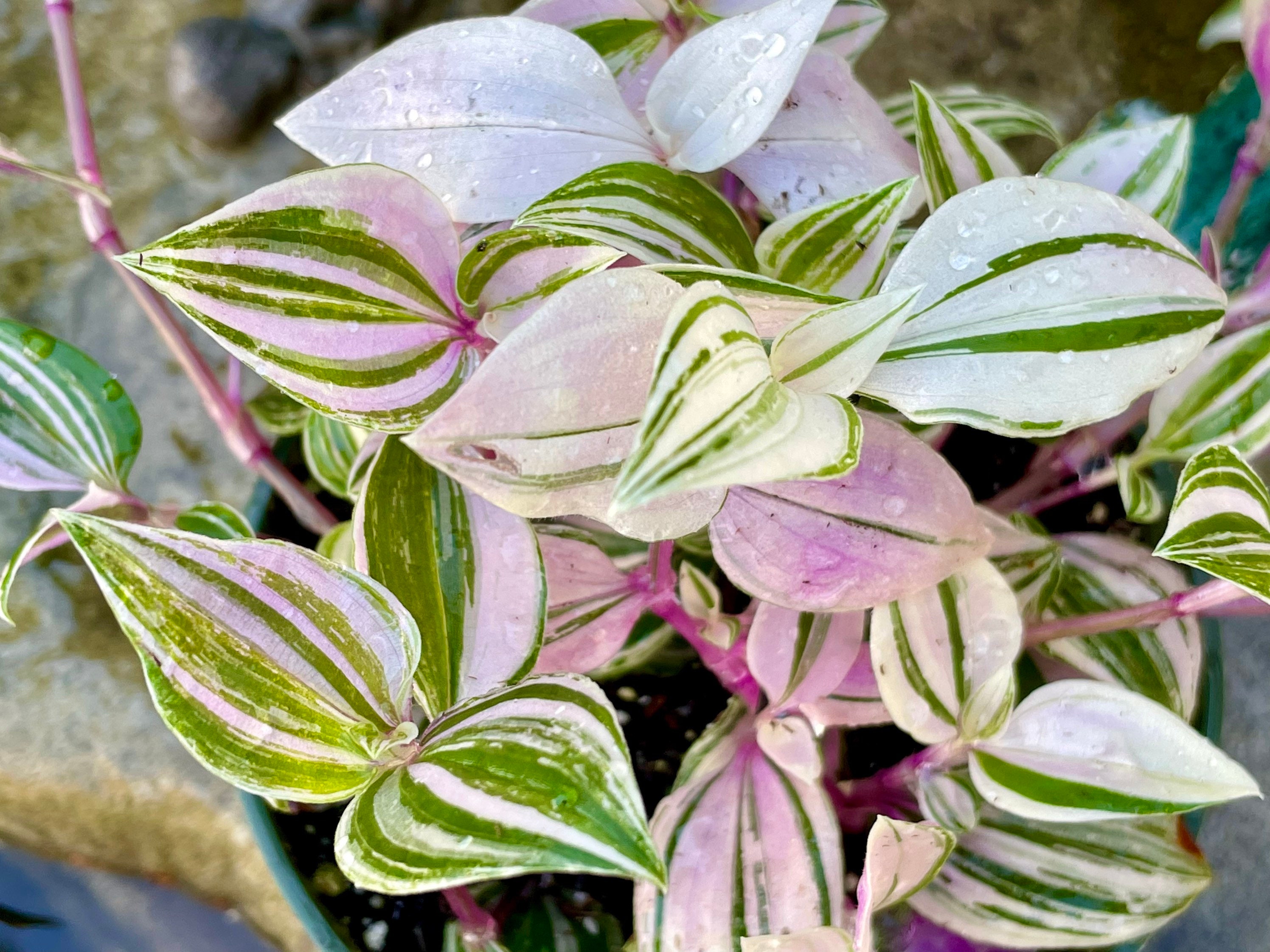 Plants Rare rainbow wandering Jew tradescantia albiflora live plant ...