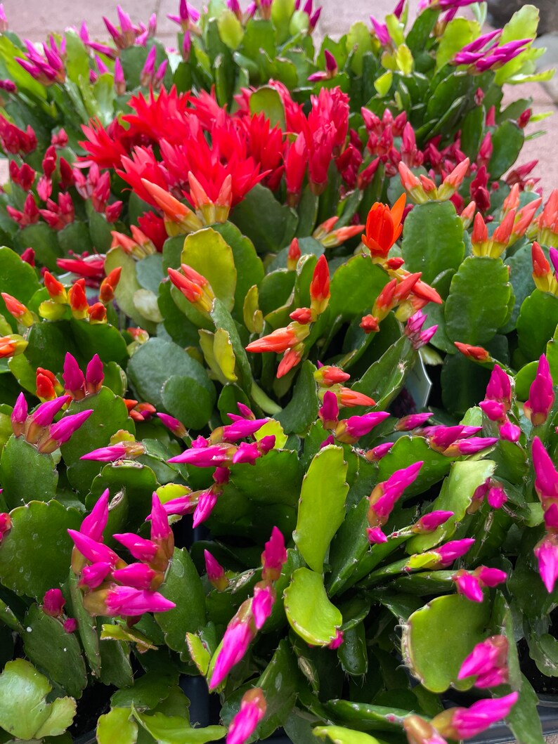 6 Pot of Rooted Easter Cactus Spring Cactus Rhipsalidopsis - Etsy