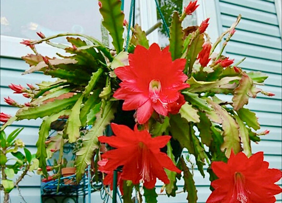 Red Epiphyllum Orchid Cactus - Rare Succulent (bare Roots) - Etsy