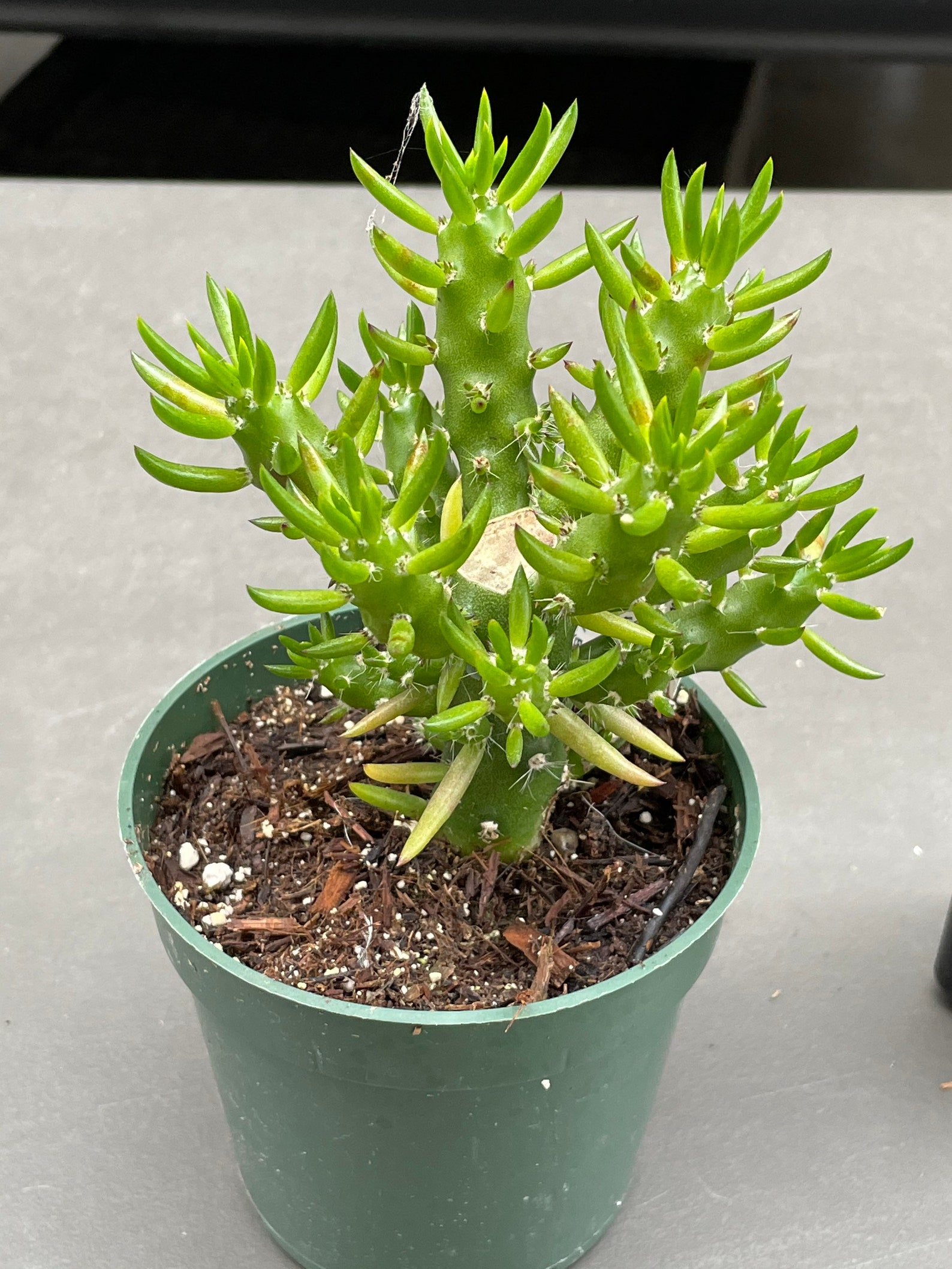 2 4 6 Pot of Eve's Pin Needle Cactus - Etsy