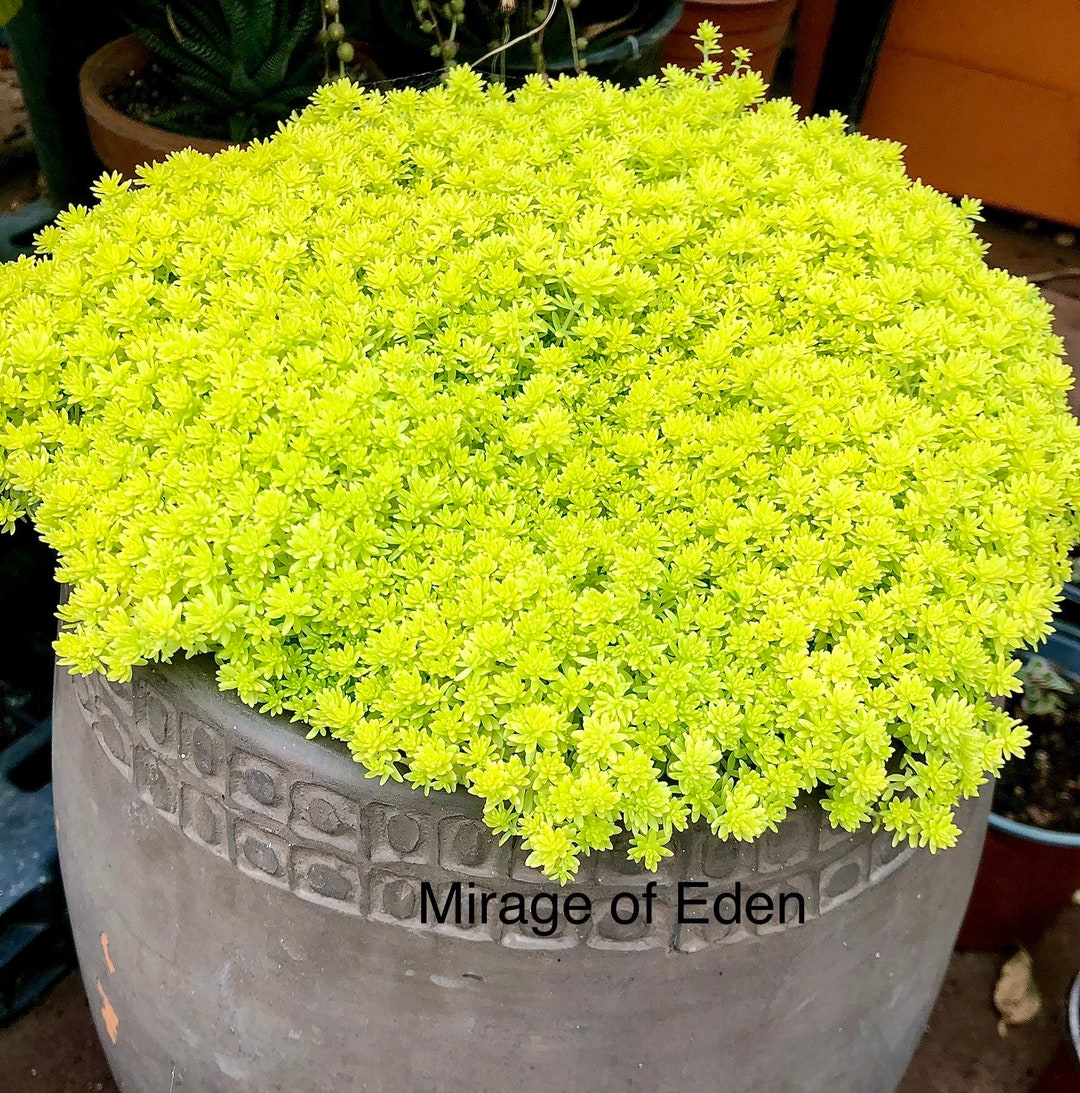 2", 4" Pot of Sedum Gold Carpet Yellow Carpet Groundcover Succulent ...