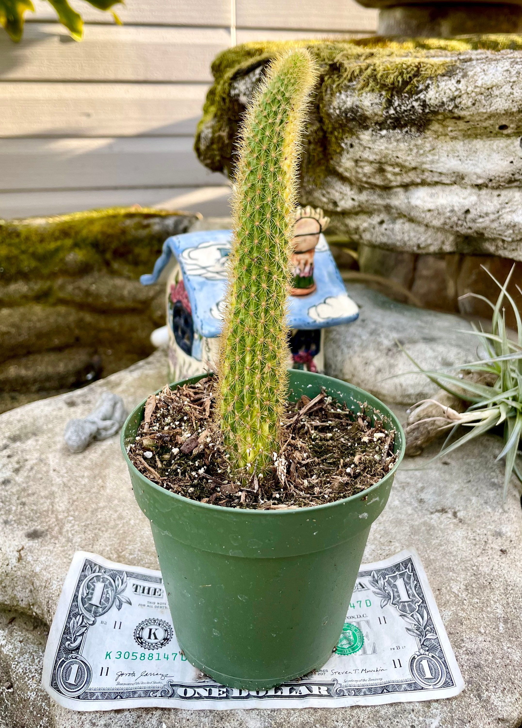 Super Rare Variegated Monkey Tail Variegated Golden Monkey - Etsy