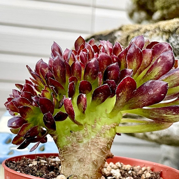 Crested Aeonium - Etsy
