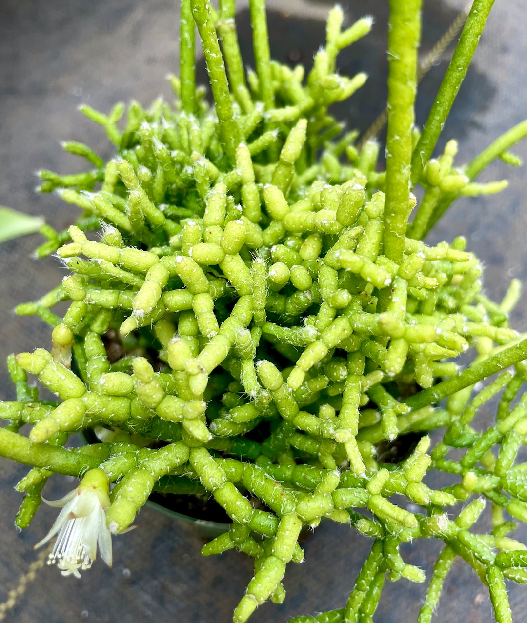 4" Pot of Rhipsalis Cereuscula Coral Cactus Houseplant Indoor Plant - Etsy