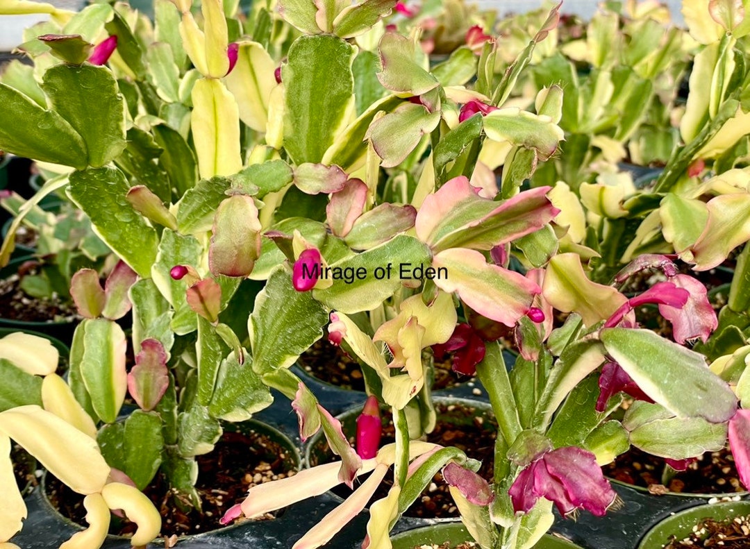 4" Pot of Variegated Christmas Cactus Schlumbergera Norris Rare ...