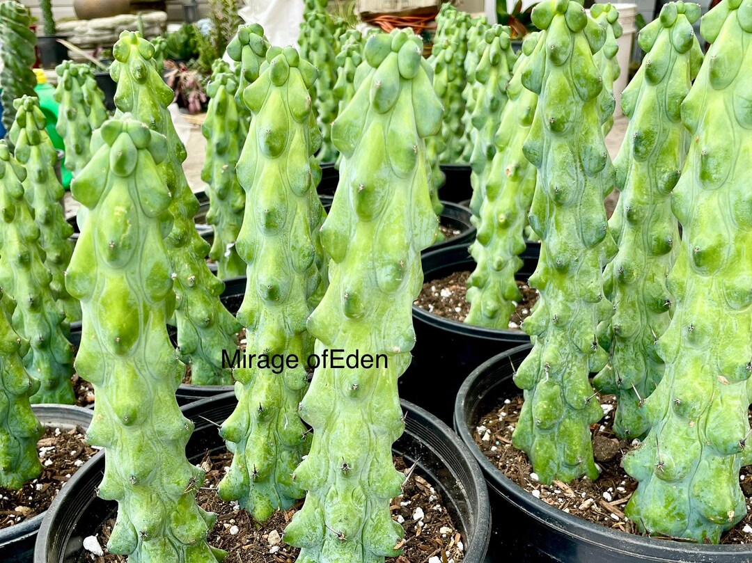 12", 15" Tall Bobbie Cactus, Breast Cactus, Myrtillocactus Geometrizans ...