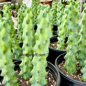 12", 15" Tall Bobbie Cactus, Breast Cactus, Myrtillocactus Geometrizans ...