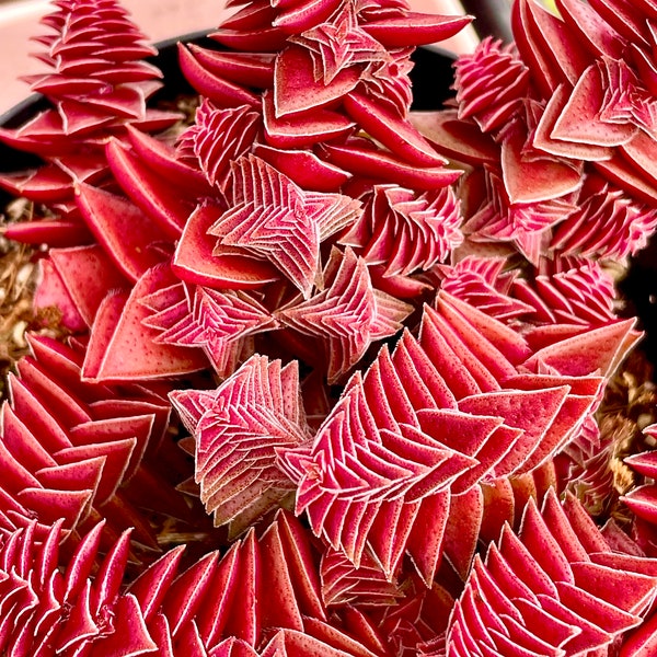 Red Pagoda Crassula - Etsy