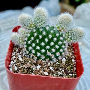 Bunny Ear Cactus: Angel Wings Succulent (2", 4", or 6" Pot) - Etsy