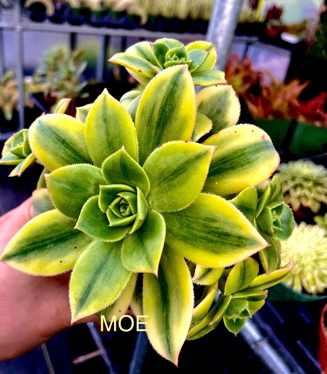 4", 6” Pot of Aeonium 'floresens' Tricolor Rosette Variegated Succulent ...