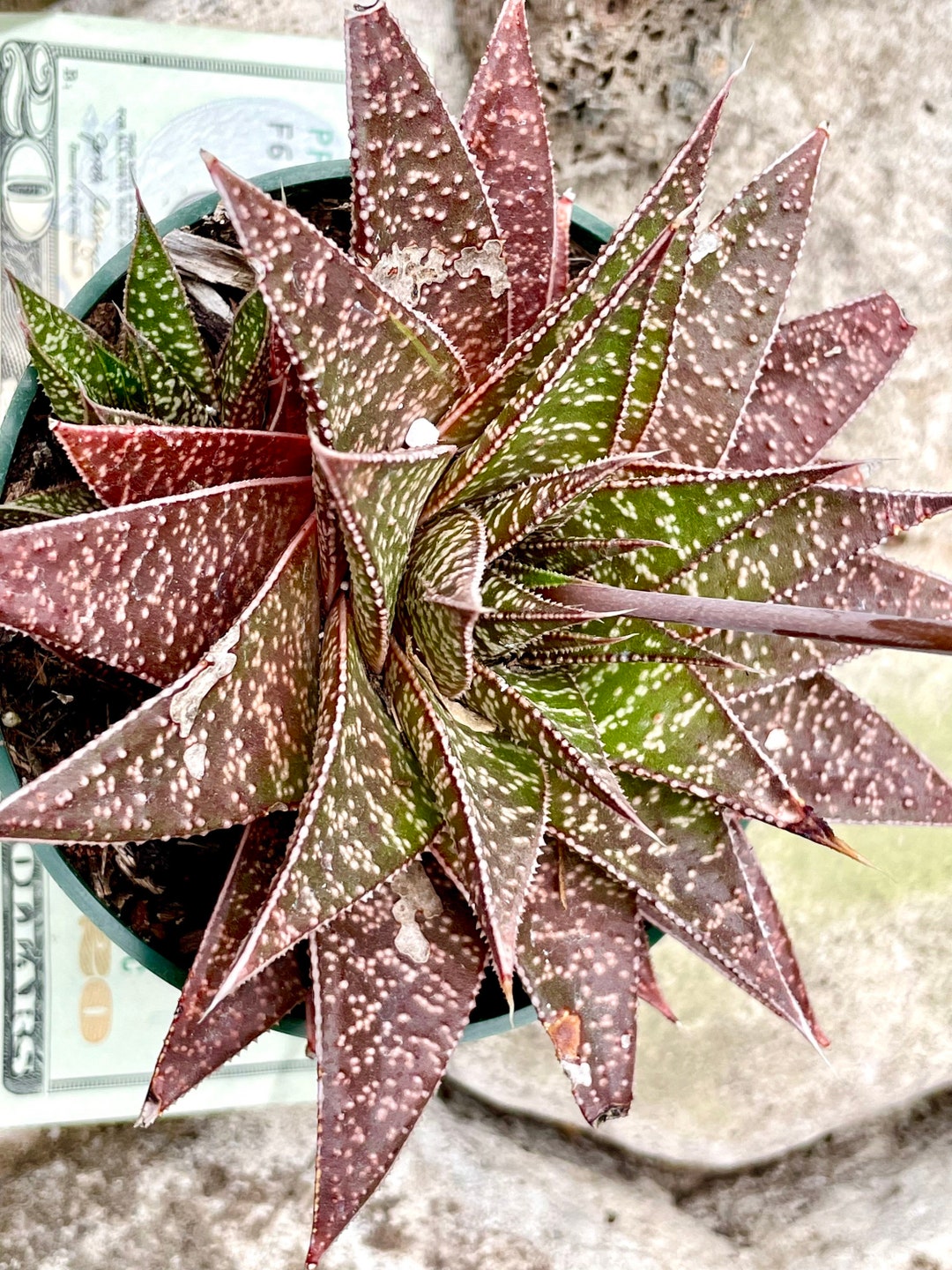 Rare Aloe Gasteria Flow Succulent Plant (shipped Bare Roots) - Etsy