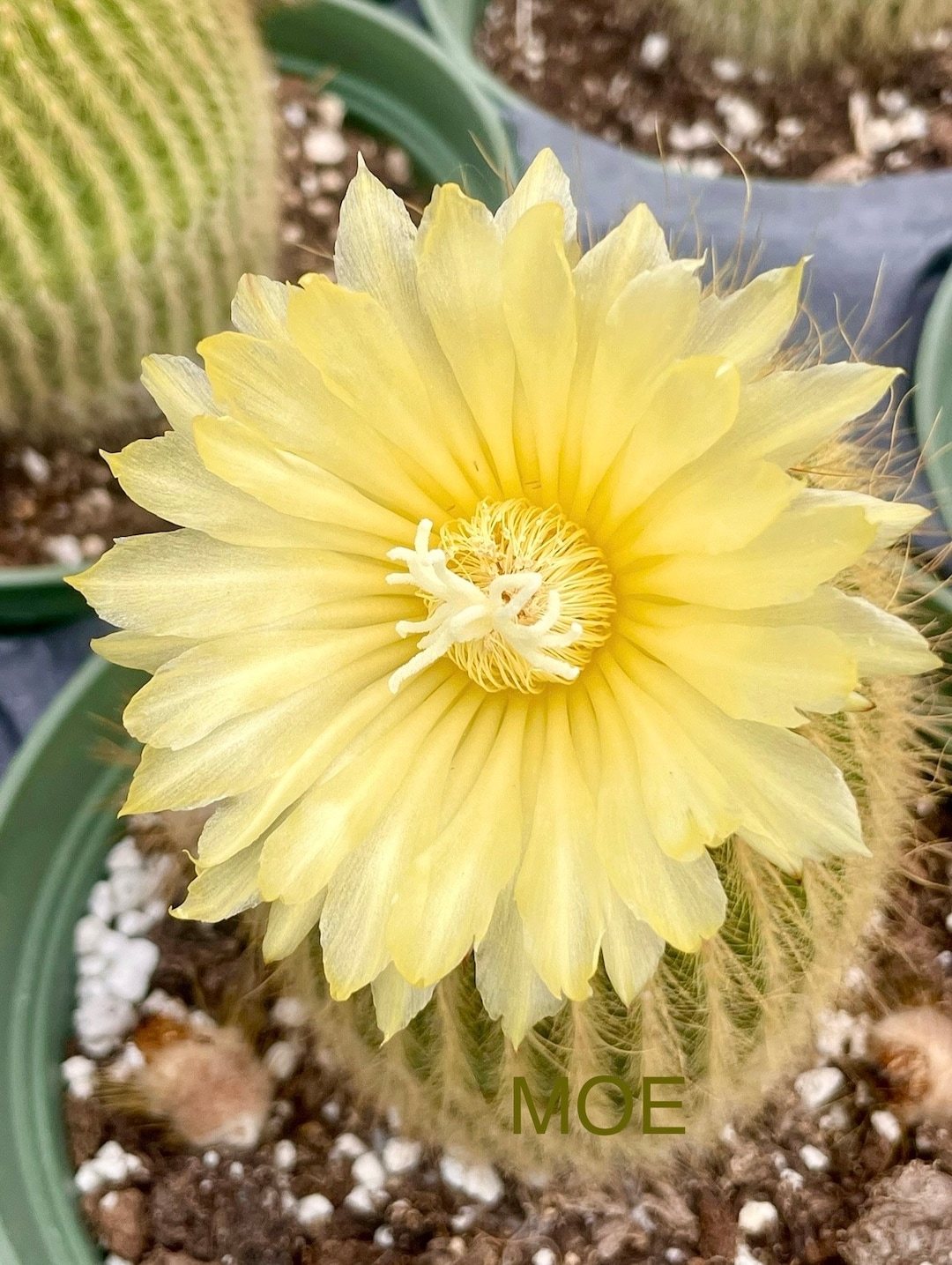 2", 4" Pot of Yellow Tower Lemon Ball Parodia Leninghausii Cactus - Etsy