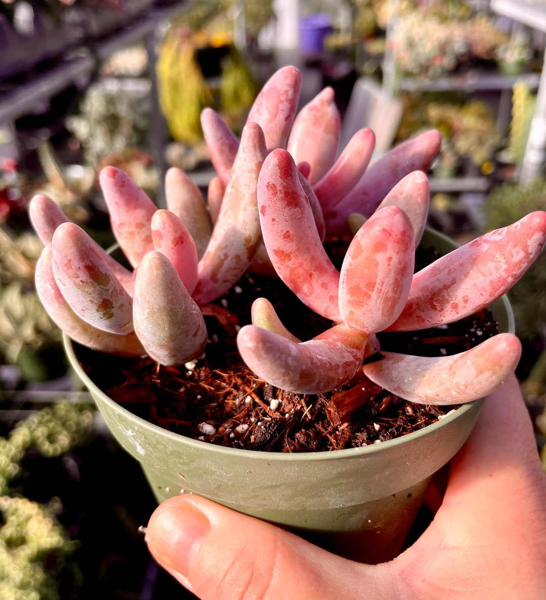 2, 4 Pot of Pachysedum Ganzhou Pinky Finger Rare Succulent Plant - Etsy