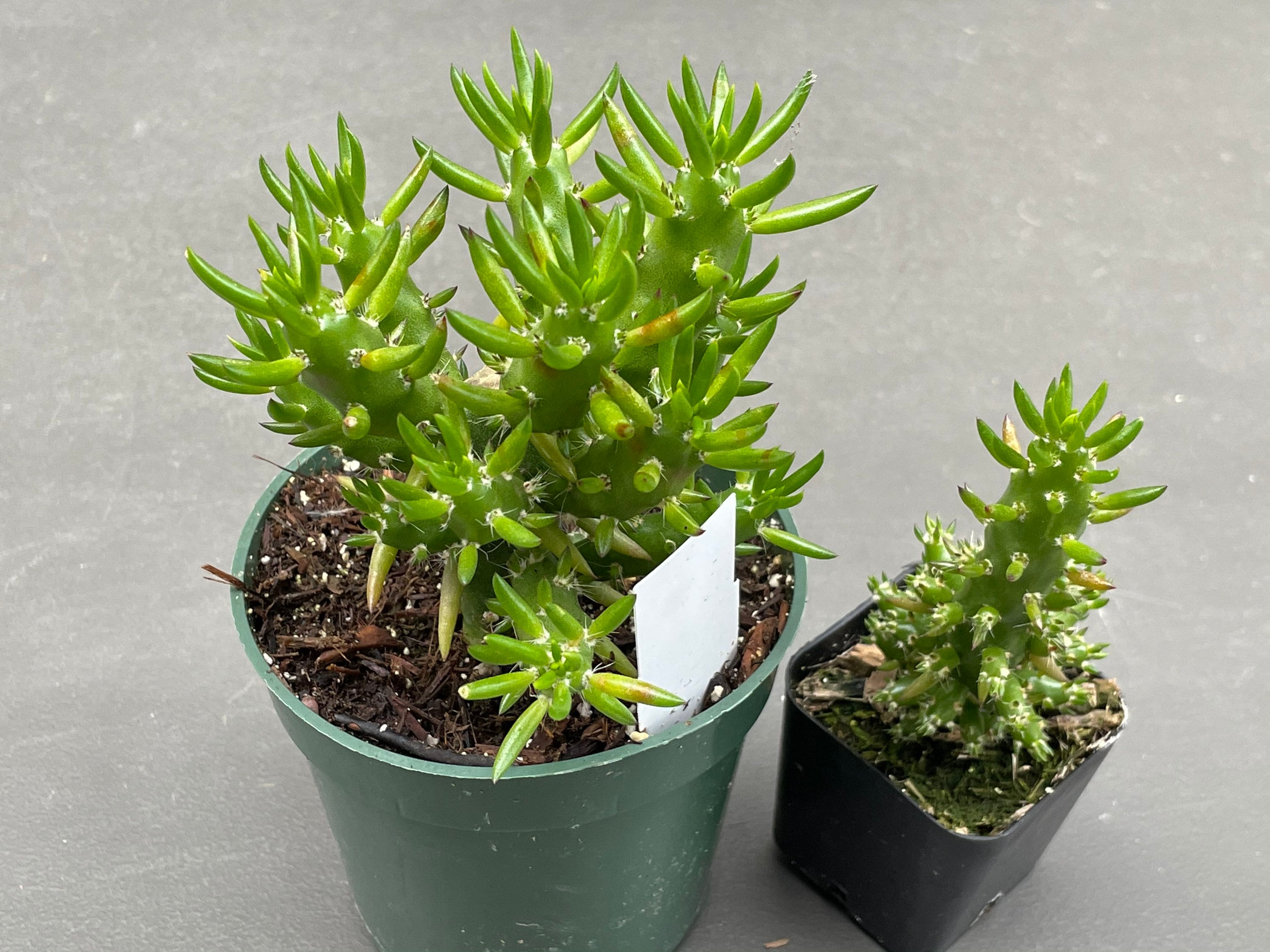 2 4 6 Pot of Eve's Pin Needle Cactus - Etsy