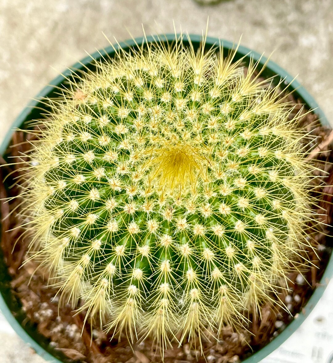 2, 4 Pot of Yellow Tower Lemon Ball Parodia Leninghausii Cactus - Etsy