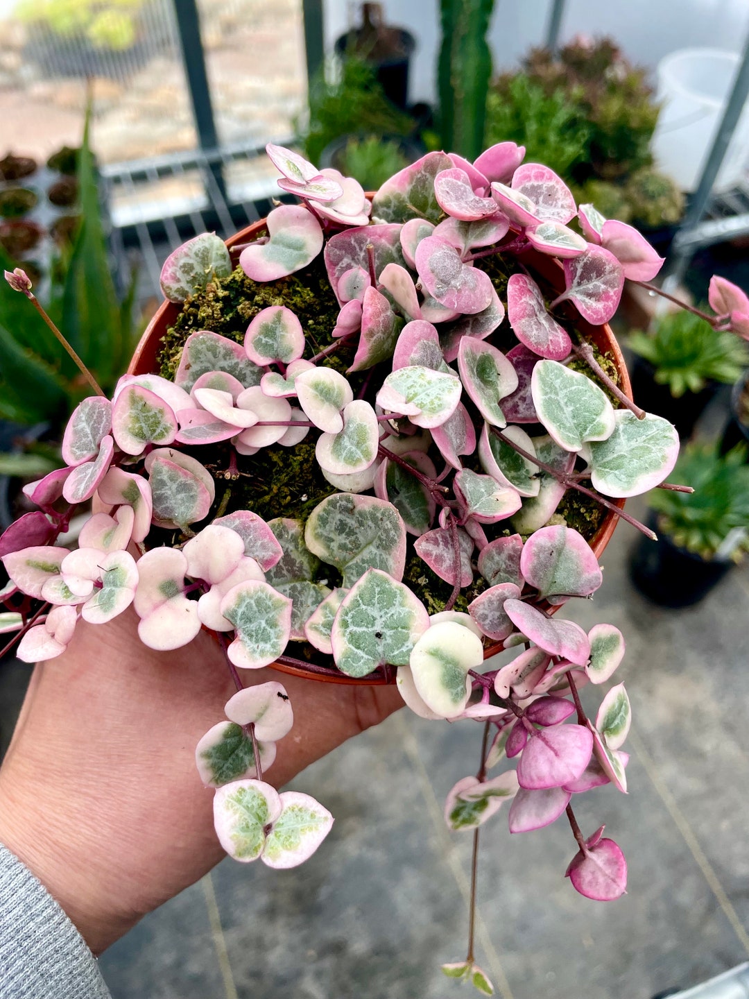 2, 4 Pot of Variegated String of Hearts VSOH Ceropegia Woodii Variegata ...