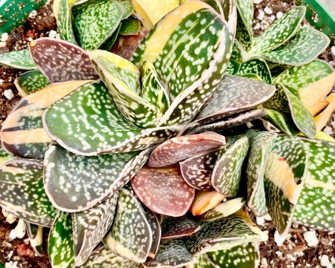 4" Pot of Variegated Gasteria Maculata Lawyer's Tongue Succulent Plant ...