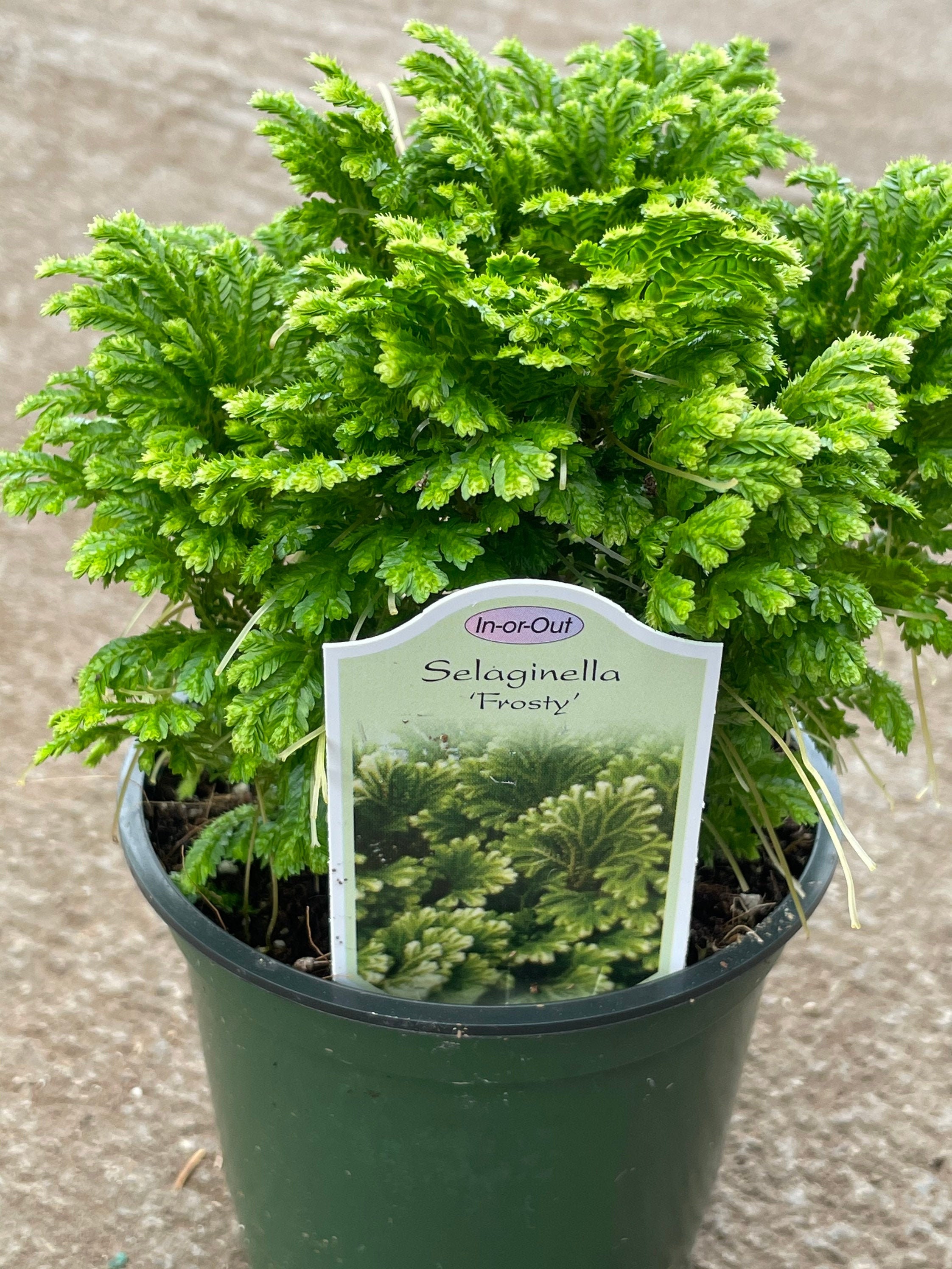 4 Live Selaginella Frosty Fern Spikemoss kraussiana | Etsy