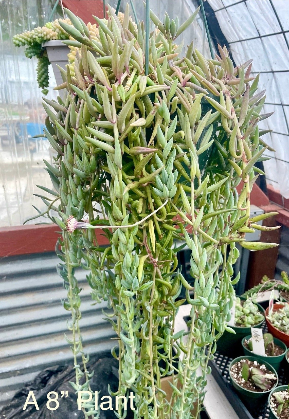 2”, 4", 6”, 8” Pot of String of Fish Hooks Succulent Plant - Etsy