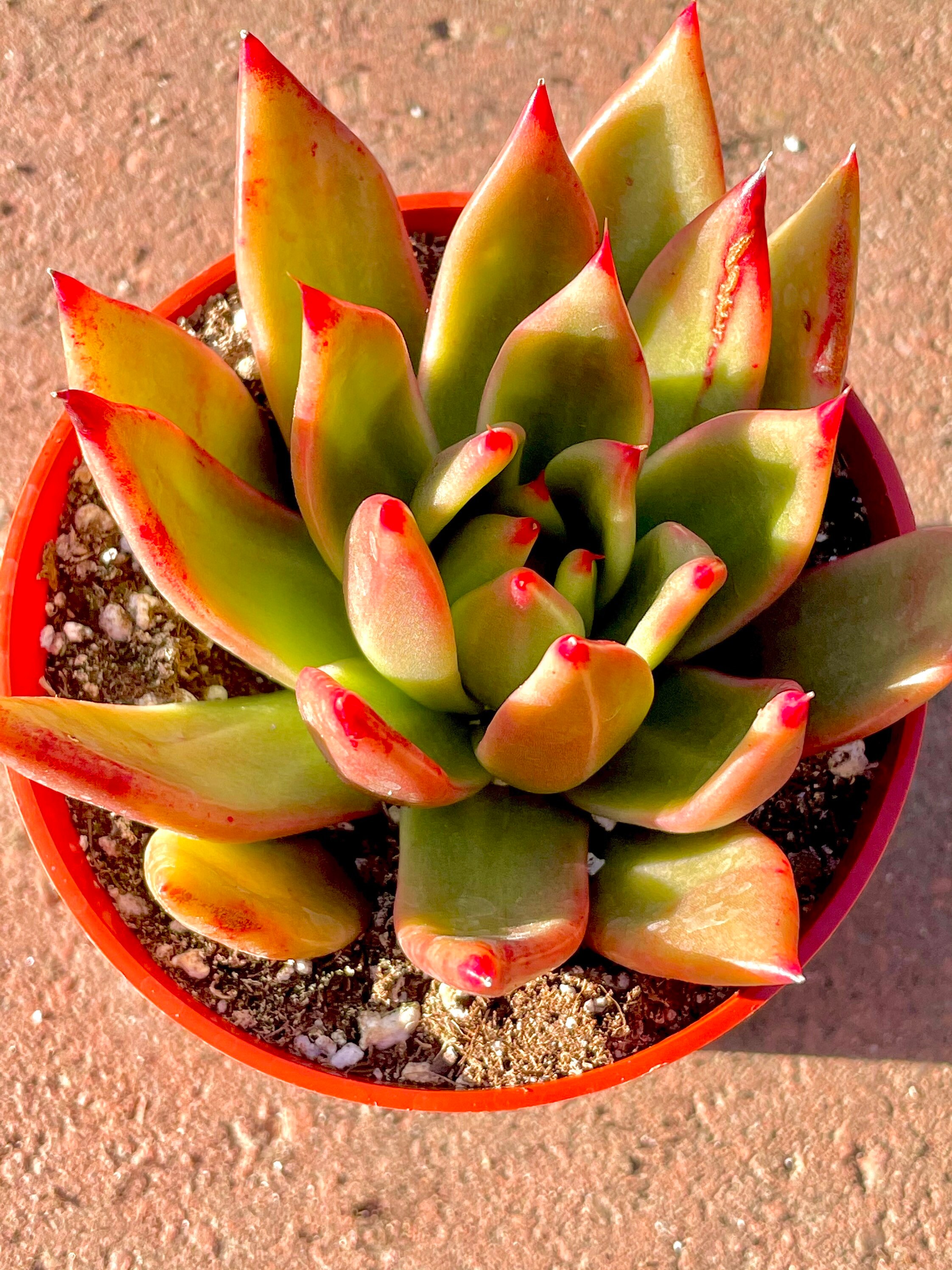 2 4 6 Pot of Echeveria Agavoides 'red - Etsy