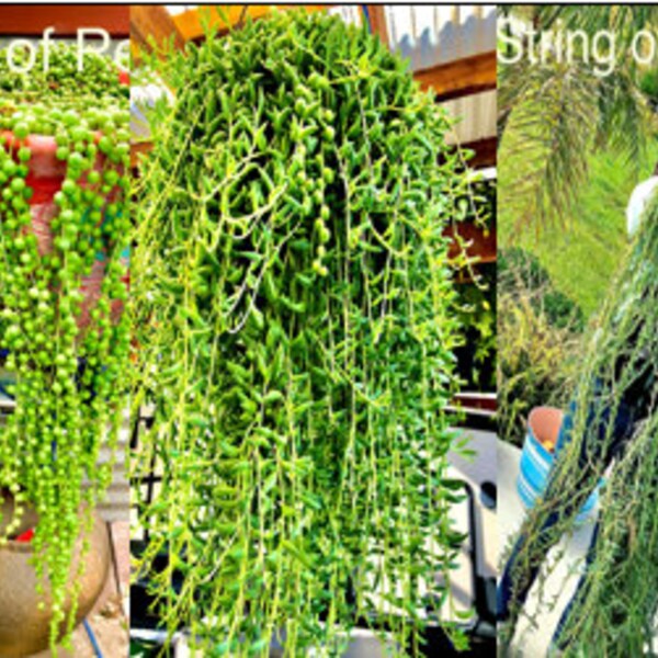 String of Pearls - Etsy