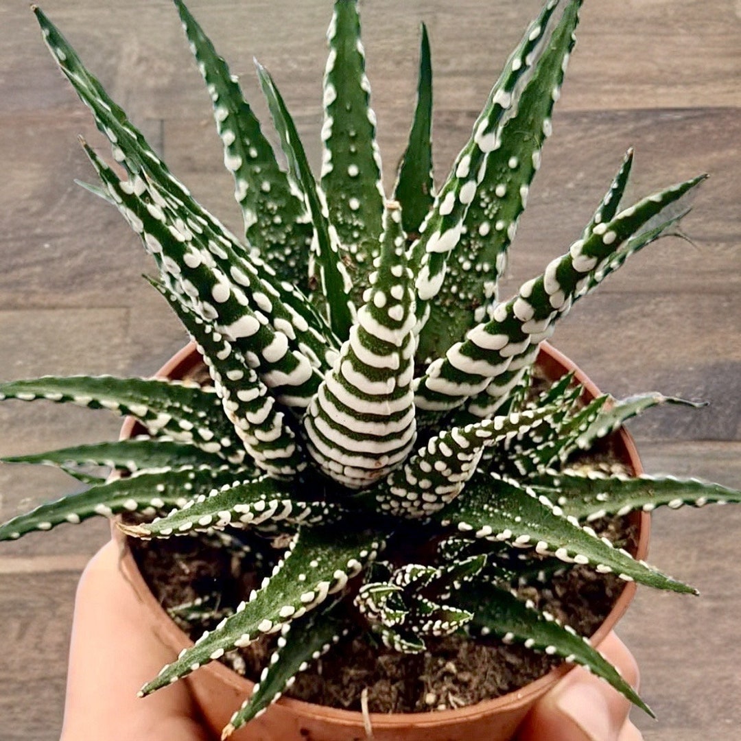 2", 4” Pot of Haworthia Zebra Live Succulent Plant - Etsy