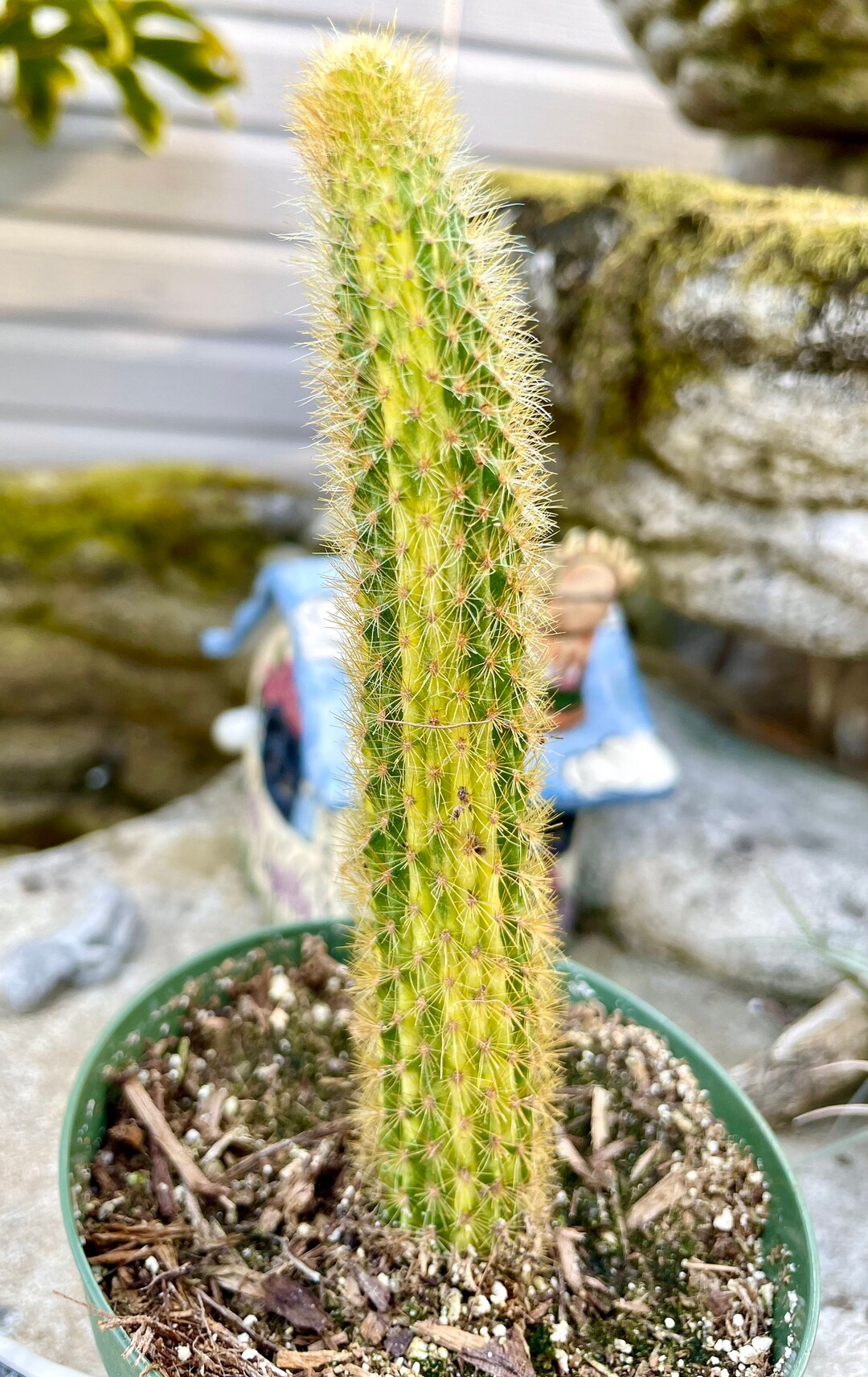 Super Rare Variegated Monkey Tail, Variegated Golden Monkey Tail Cactus ...