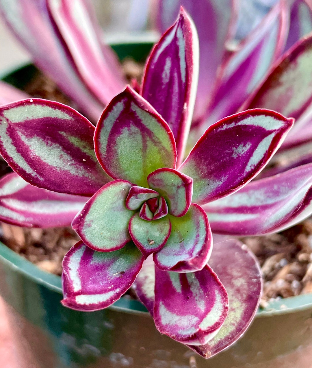 2”, 4" Pot of Echeveria Nodulosa Painted Echeveria Mexican Snowball Painted Lady Rare Live ...